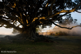 The Tree | Film-Rezensionen.de
