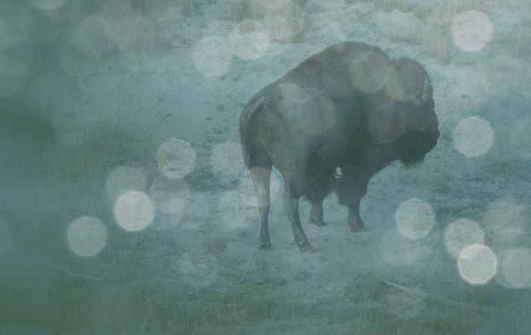 Becoming Animal | Film-Rezensionen.de