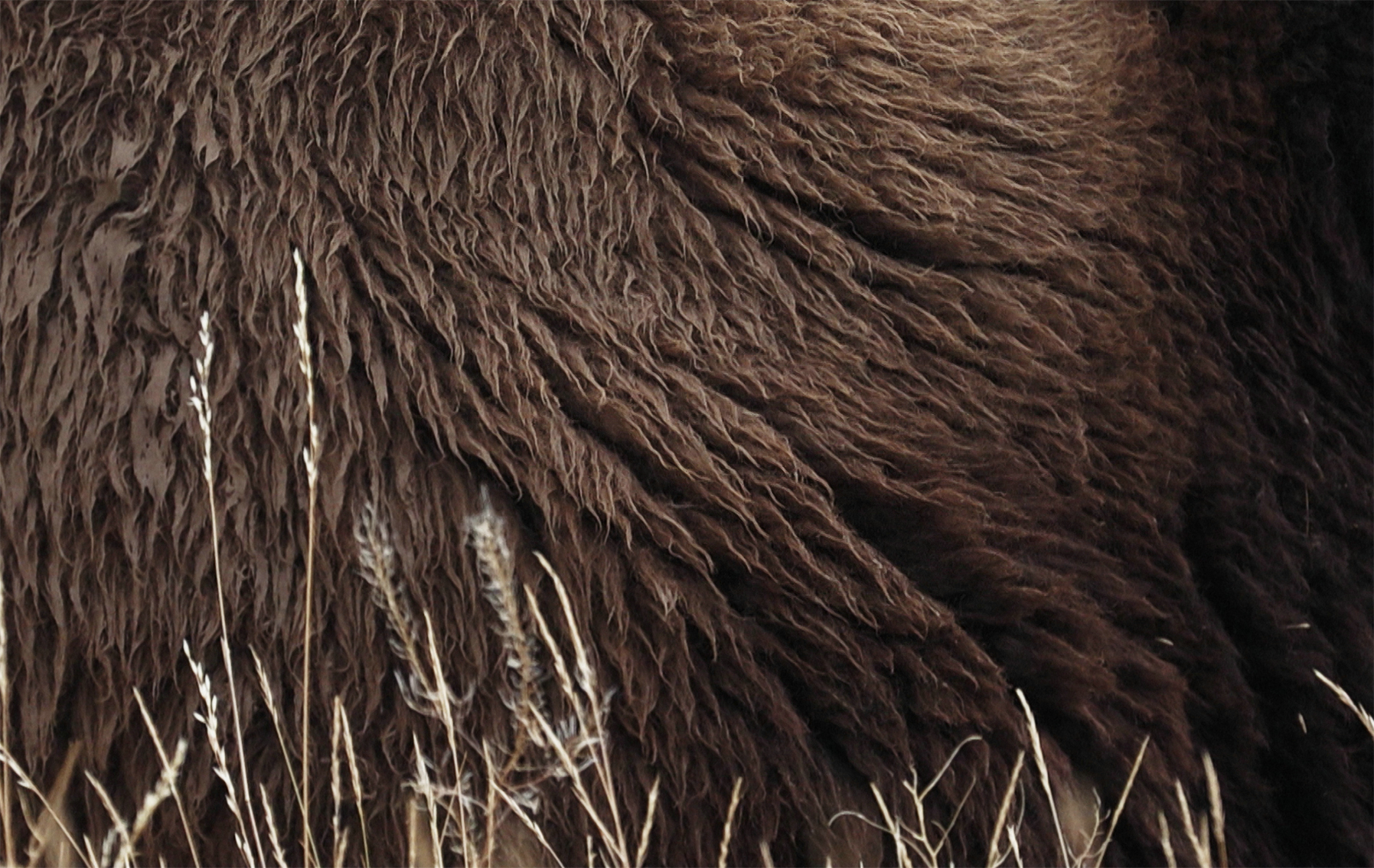 Becoming Animal | Film-Rezensionen.de