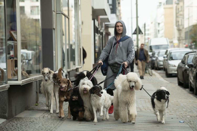 Wuff – Folge dem Hund | Film-Rezensionen.de