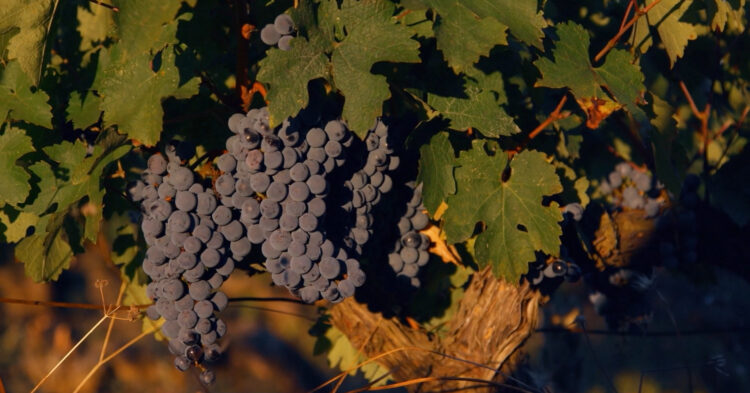 Terroir Szene 1 | Film-Rezensionen.de